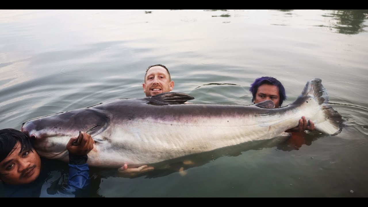 TA CHAN APRIL 2021 The stocking of three massive Mekong catfish, some ...