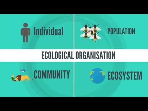 GCSE BIOLOGY - ECOSYSTEM, INDIVIDUAL, POPULATION, COMMUNITY ...