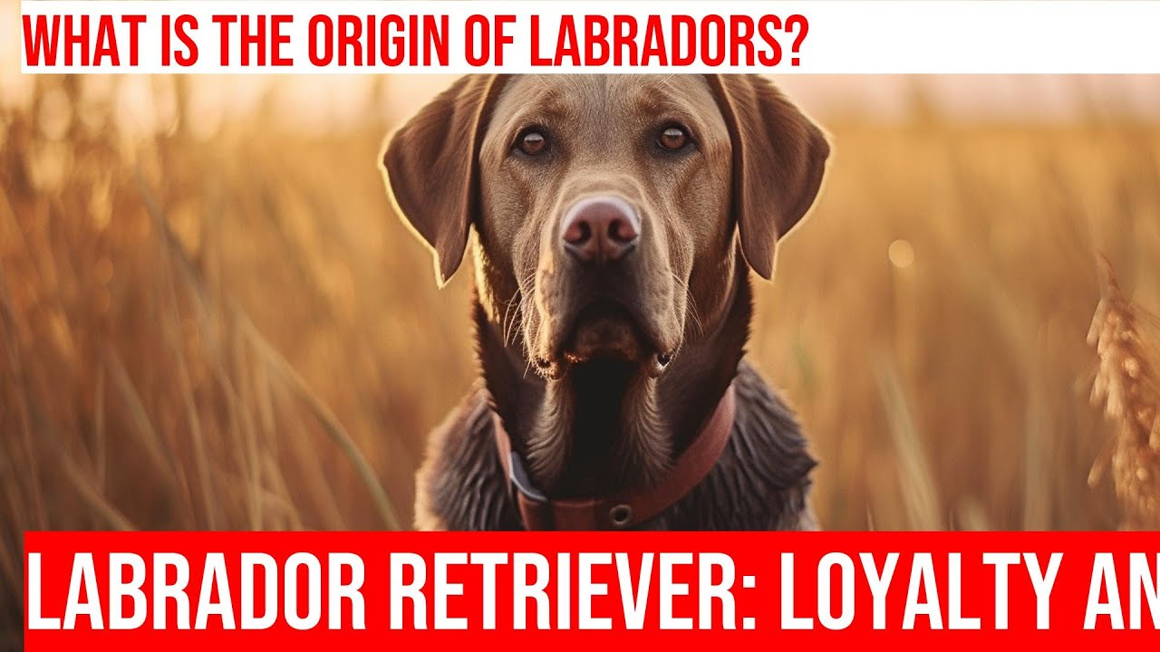Uncovering the History of Labrador Retrievers: Origins & Work - YouTube