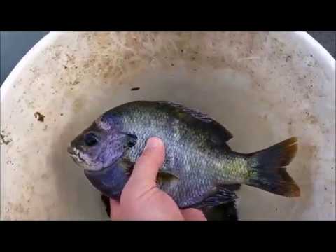 Fishing For Shell Crackers 2018 Action - YouTube