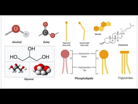 Chemistry of Brain Lipids - by Professor Dr. M.Ishaq - YouTube