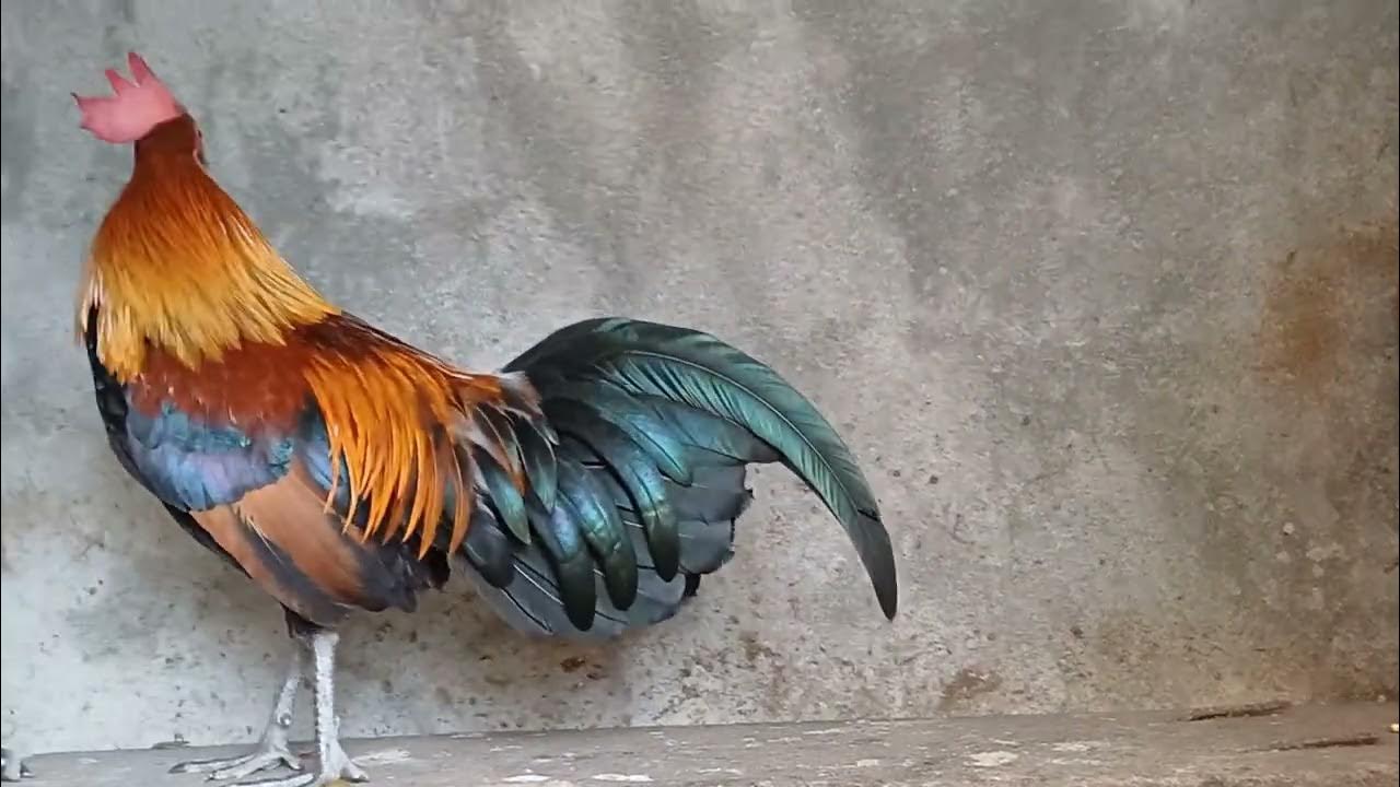 saib tus lau qaib dib no ua ke nyiam nug tau nawb - YouTube