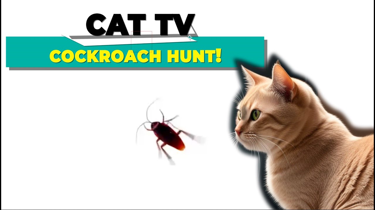 CAT TV ~Cockroaches, Bugs for Cats to Binge Watch! - YouTube