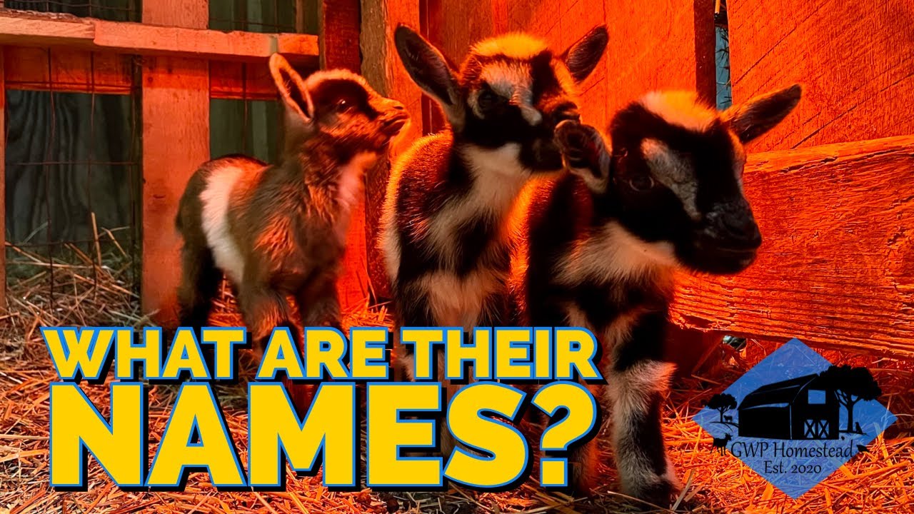 Baby Goat Hops! What are we naming them?? - YouTube