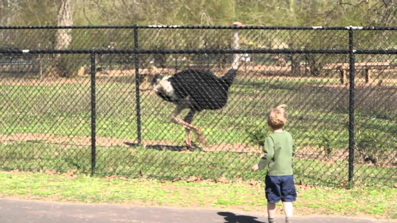 Ostrich Chasing - YouTube