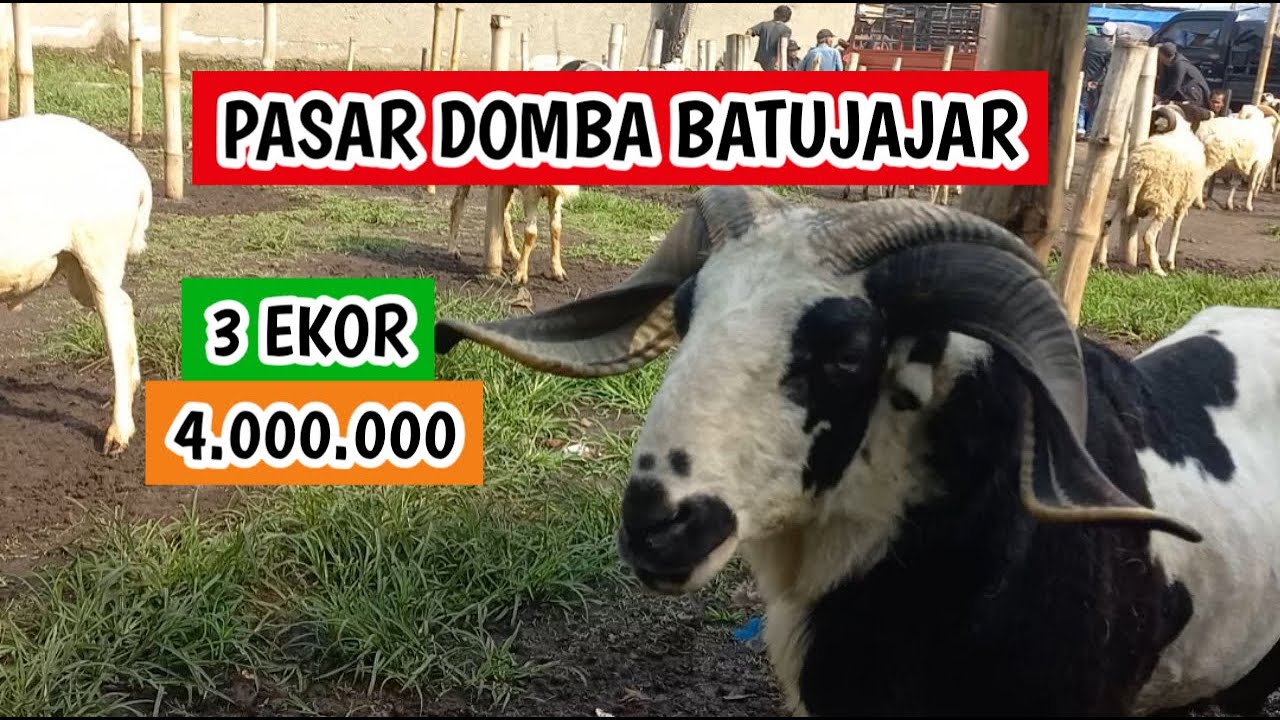 Update harga domba di pasar Batujajar Kab. Bandung Barat (111124) # ...
