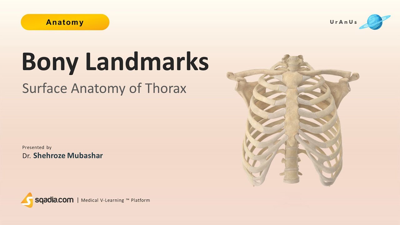 Surface Anatomy of Thorax - Bony Landmarks - YouTube