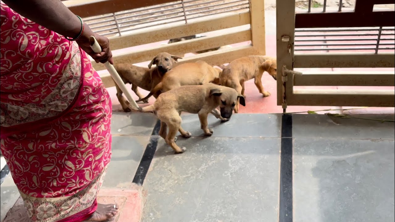 Puppies vs puppy - YouTube