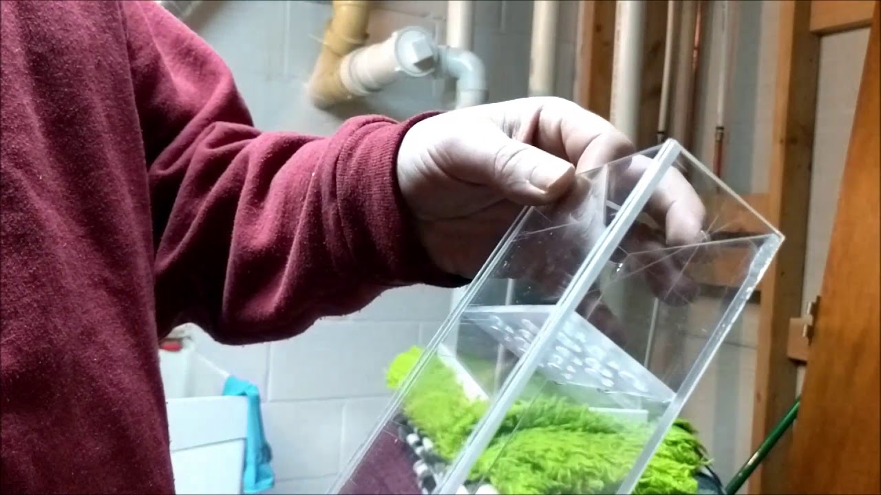 Fluval spec iii media basket - YouTube