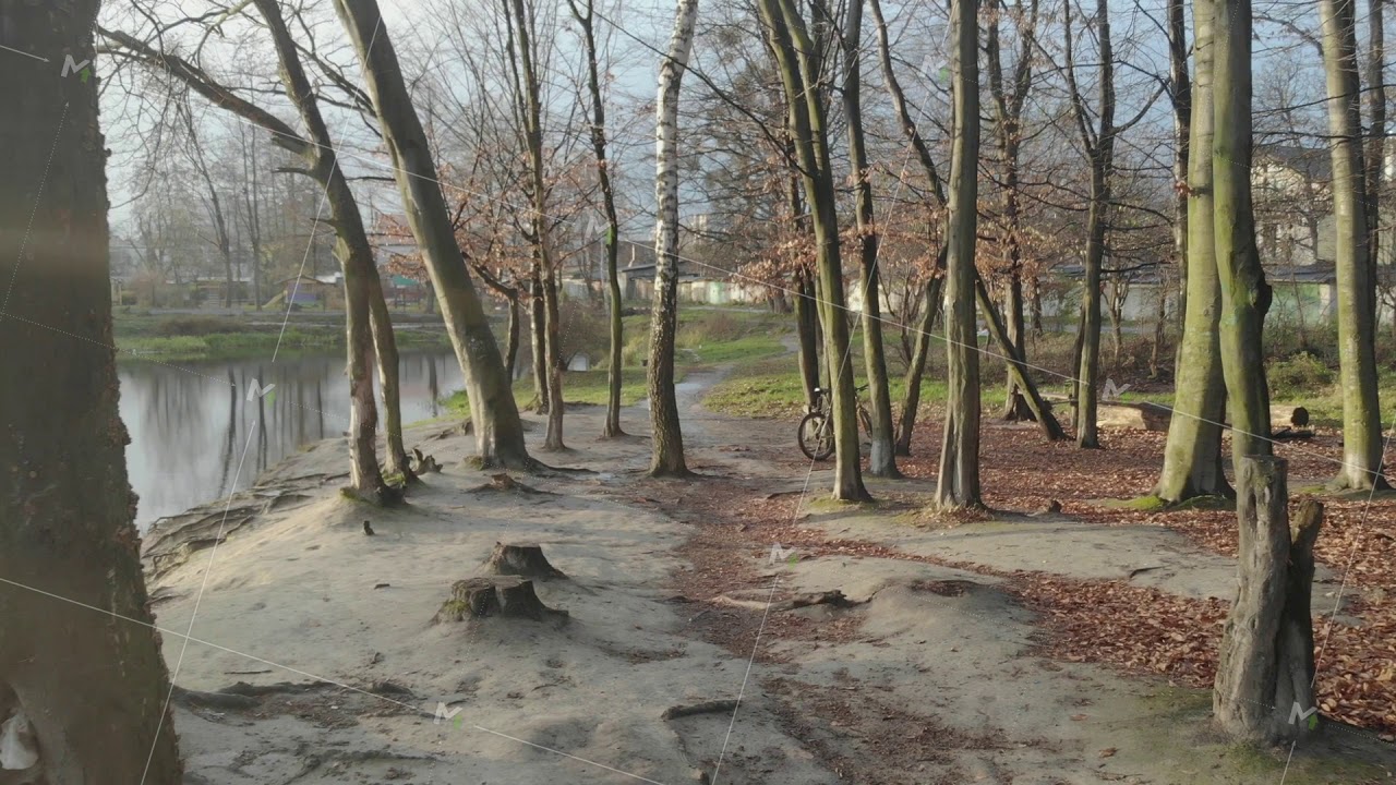 Autumn leaves falling in slow motion and sun shining through fall ...