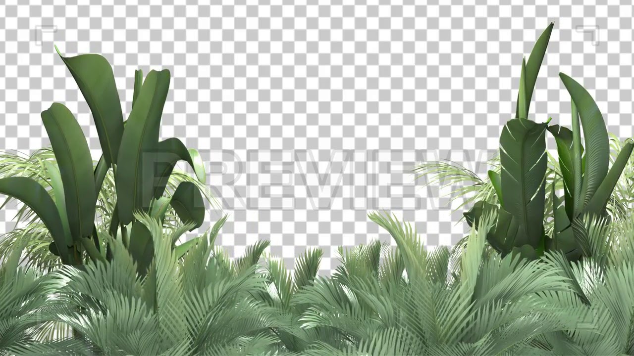 Tropical Plants On Alpha Channel Stock Motion Graphics - YouTube