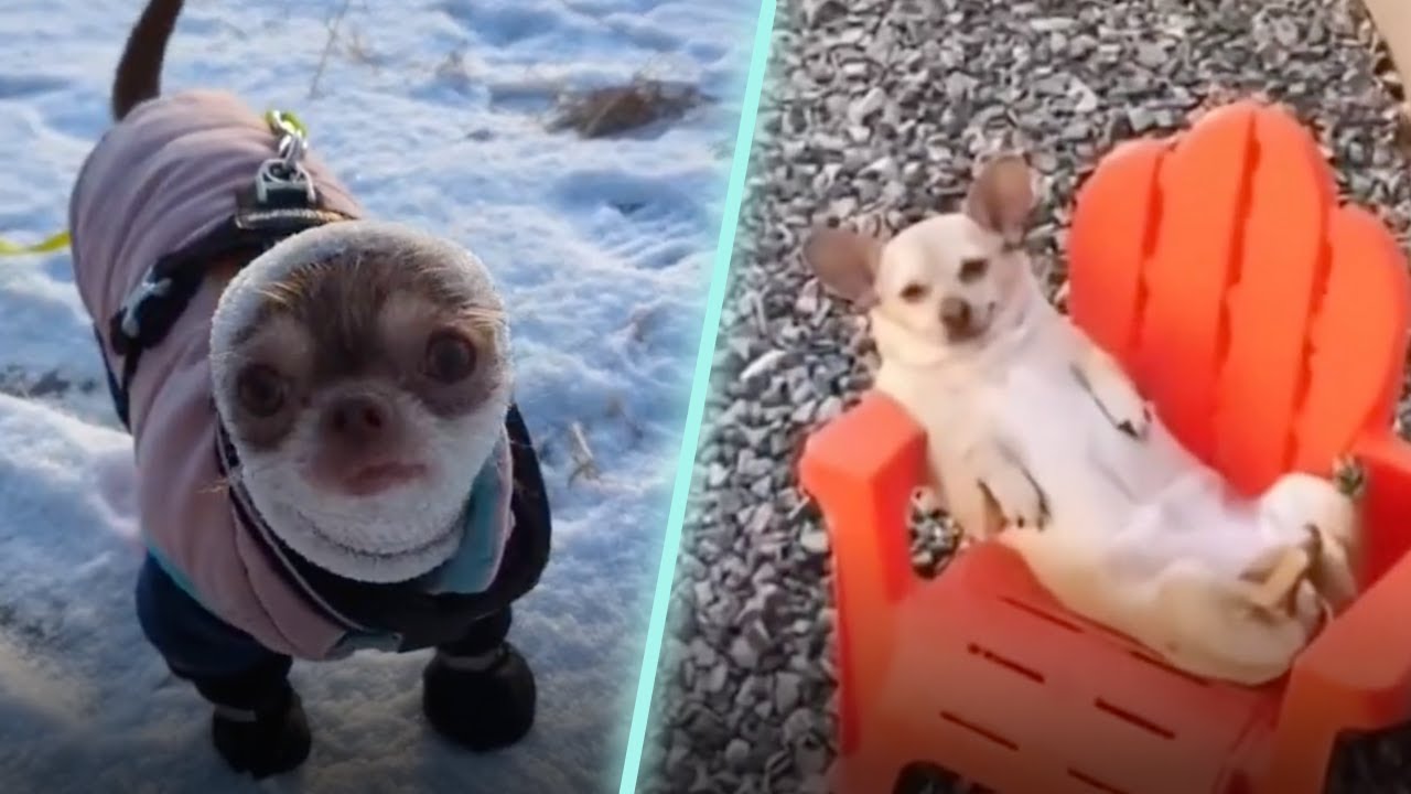 Cute Puppies Doing the Cutest Things Compilation 🐶 - Funny Adorable ...