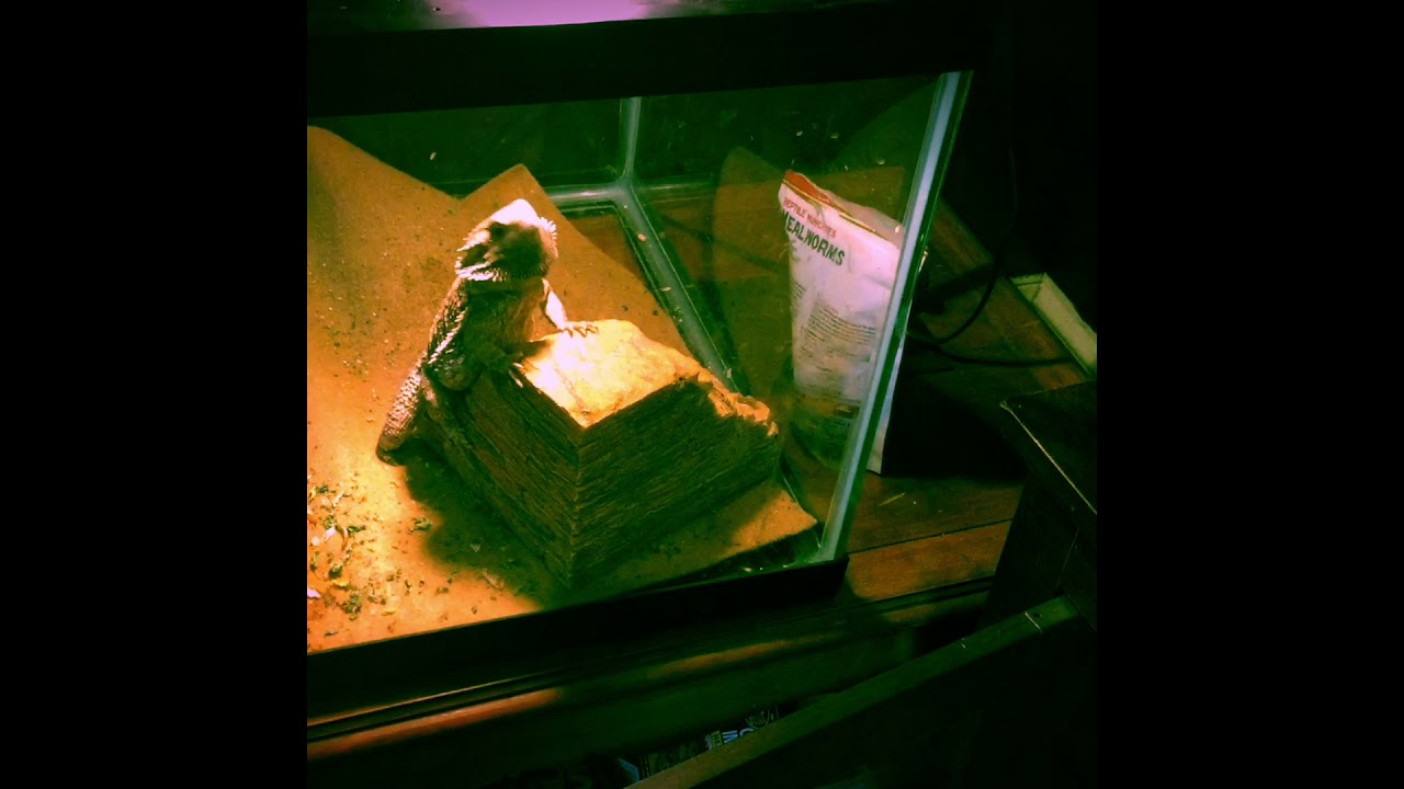 A lizard rave - YouTube