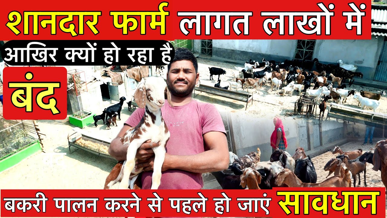 बकरी पालन करके कहीं फस ना जायें आप | bakri palan | goat farming plan ...