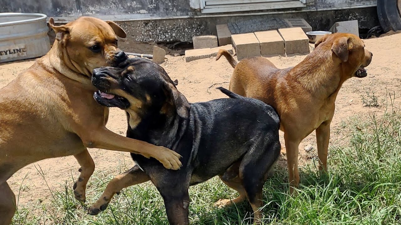 my other dogs! (dog content part 3🐕) - YouTube