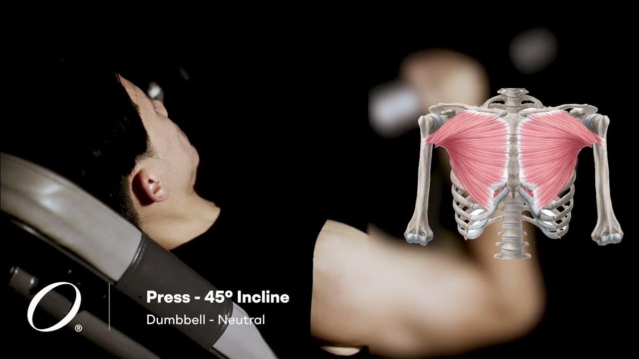 Press Incline DB Neutral | Gymdō Exercises Database - YouTube