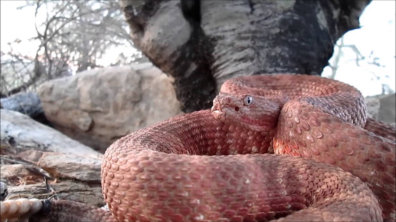 Pink Rattlesnake - YouTube