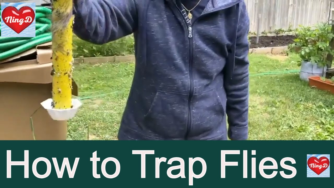 How to Trap Flying Insects // Fly Stick - @NingD - YouTube