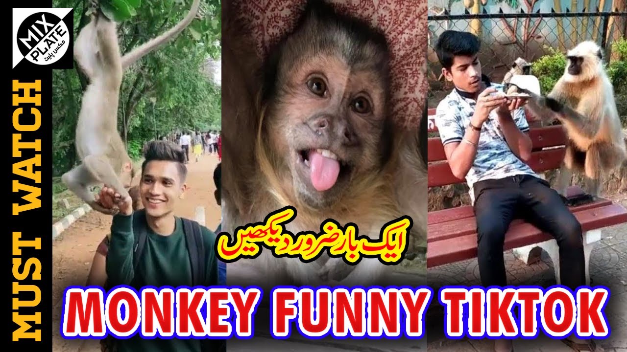 Tiktok | Monkey | Funny | Must Watch - YouTube