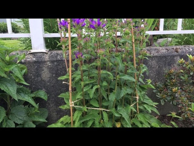 Gardening Tips How To Grow Bellflower Campanula Youtube Growing