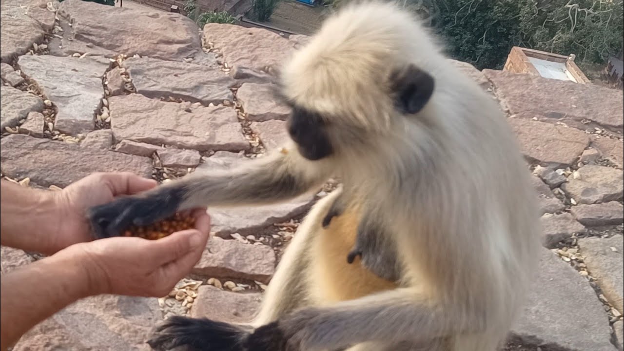 बंदर हाथ में से खाना खाता है | monkey eats food from hand | #bandar ...