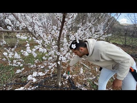 Çiçek açan ağaç budanır mı? #keşfet