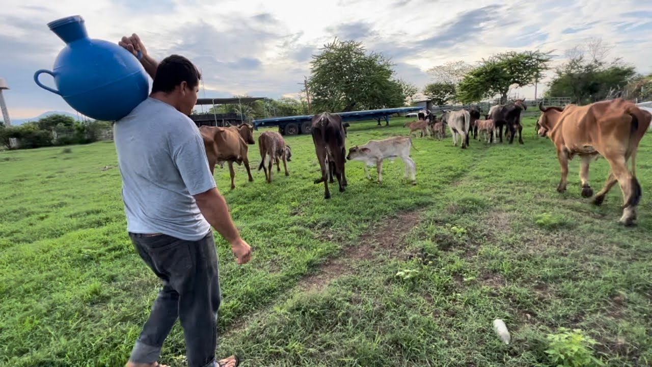 Llevando las vacas para el potrero - YouTube