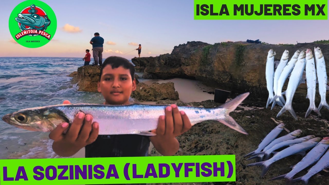 pescando macabi, lady fish en el mar caribe de isla mujeres, como ...