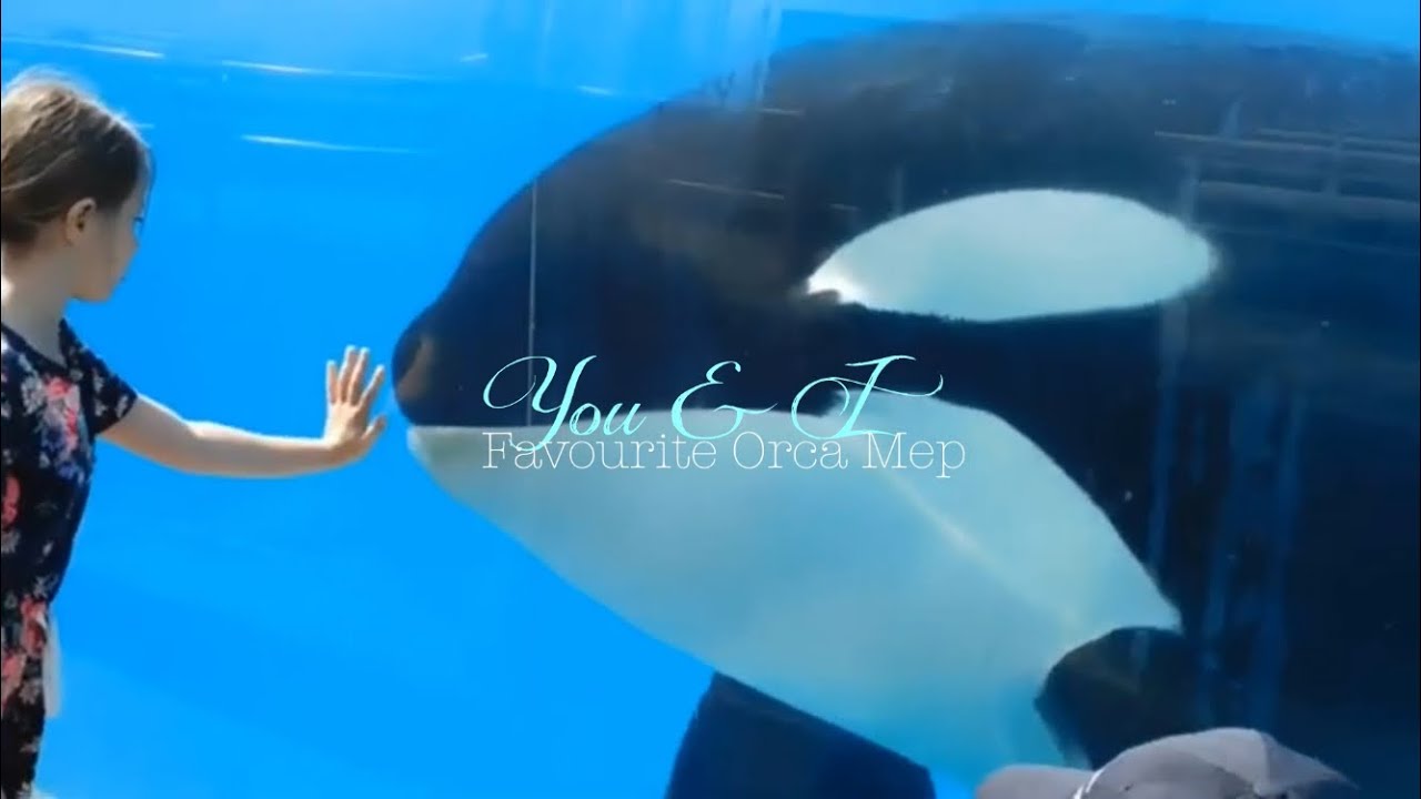 𝒴𝑜𝓊 & 𝐼 {𝔽𝕒𝕧𝕠𝕣𝕚𝕥𝕖 𝕆𝕣𝕔𝕒 𝕄𝕖𝕡} - YouTube