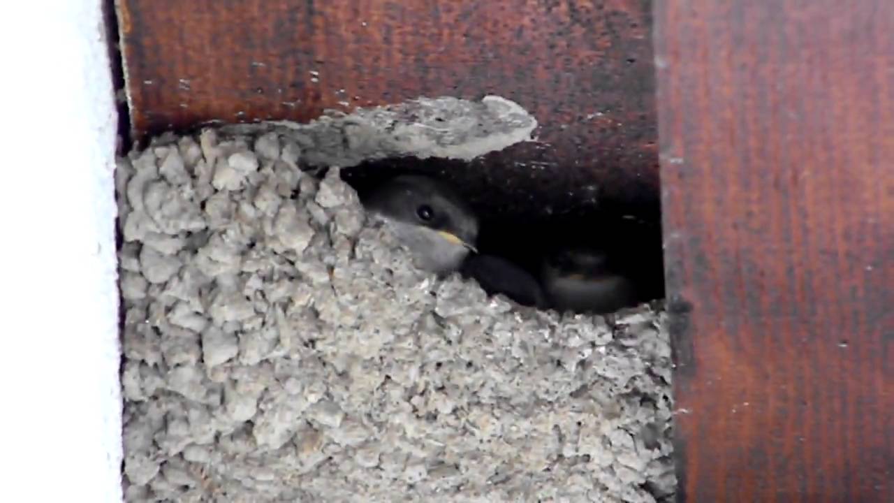 3 pui de randunica in cuib - YouTube