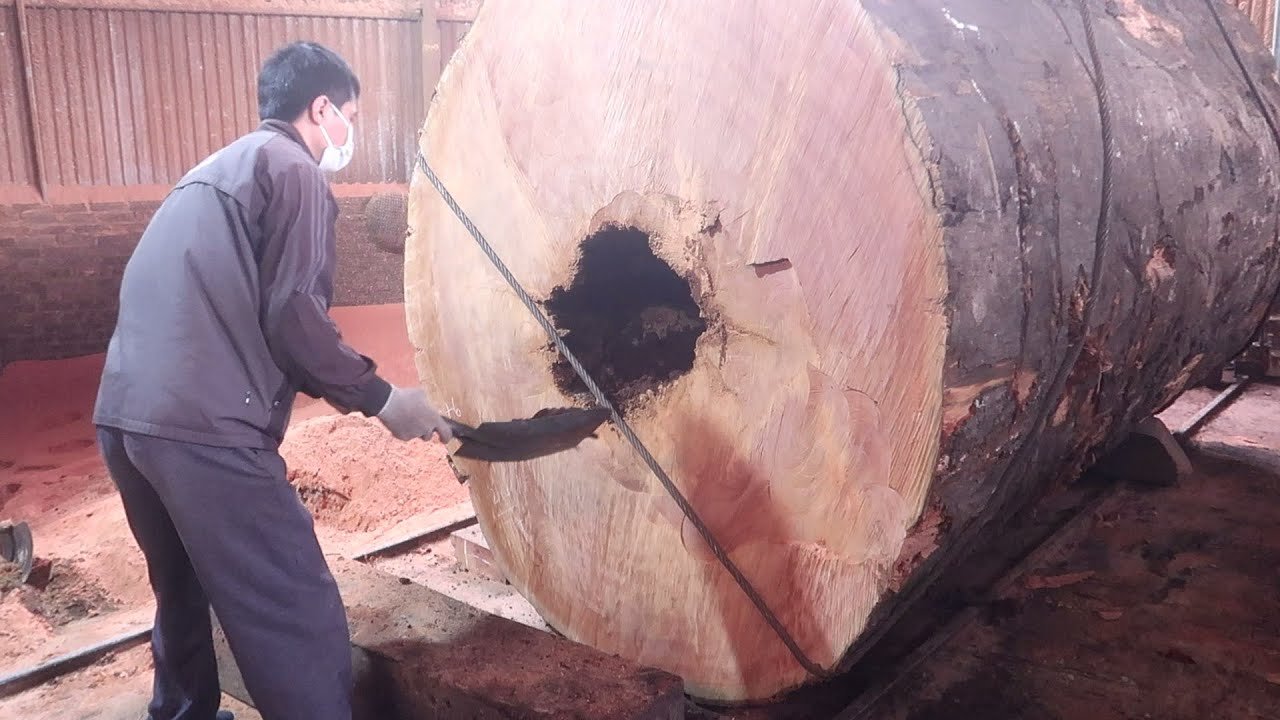 174*255cm Giant Tree With Core Rot // The Process Of Sawing A Giant ...