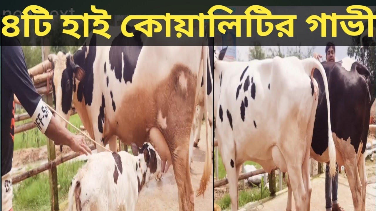 ৪টি হাই কোয়ালিটির গাভী কচুয়া চাঁদপুর থেকে এসে ক্রয় করলেন আমাদের জান্নাত ডেইরি ফার্ম থেকে ...