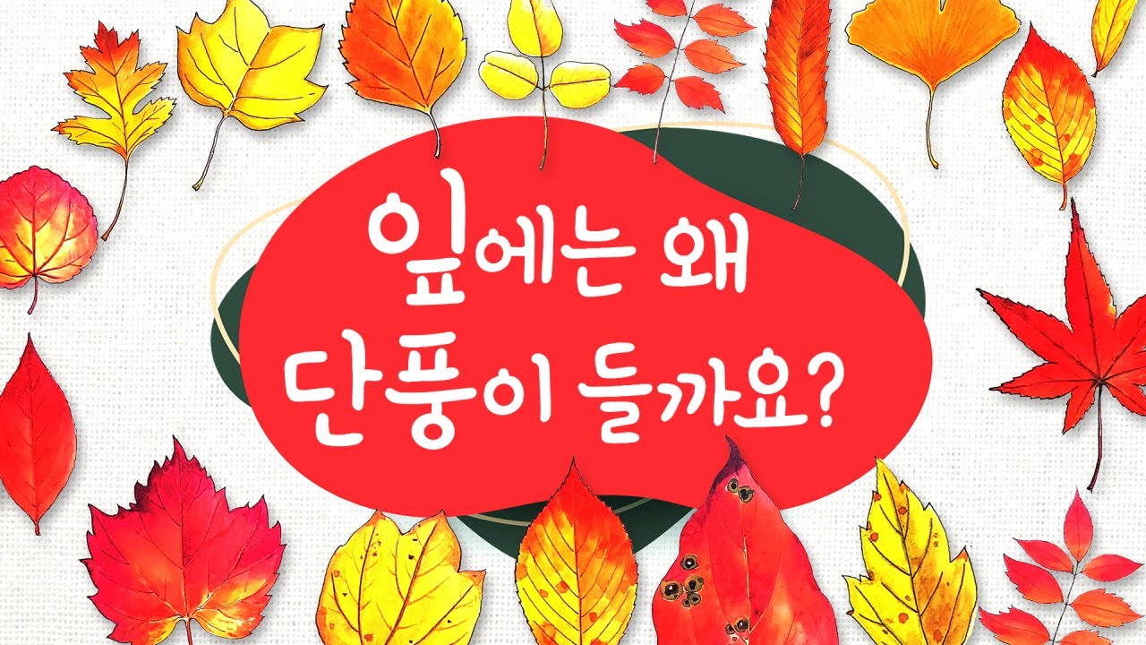 숲이랑동화랑 잎에는 왜 단풍이 들까요 L 동화책읽어주기 L 지식과학동화 L 단풍이드는이유 L 동화구연 Youtube