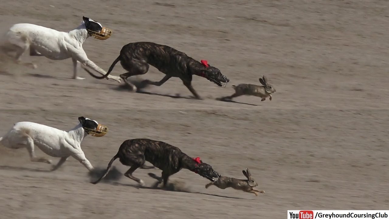 dog and rabbit race 2023 | greyhound coursing | dog chasing rabbits ...