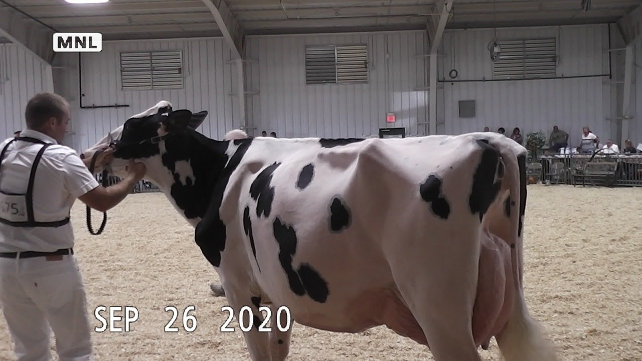 2020 Southern Fall National Holstein and Jersey Cow Show - YouTube