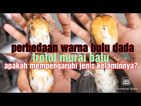 Perbedaan warna bulu dada trotol murai batu jantan dan betina..