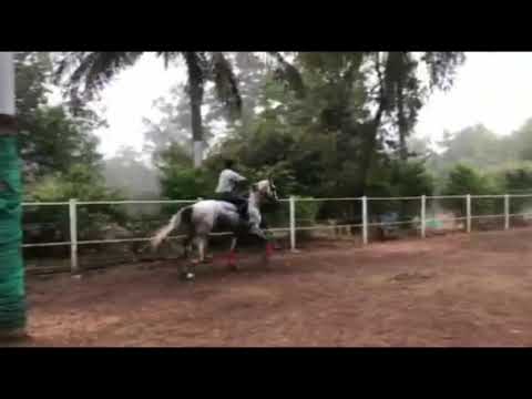 Horse Riding On Champion Stallion KHUDABAKSH Sire By Dilbagh Owner ...
