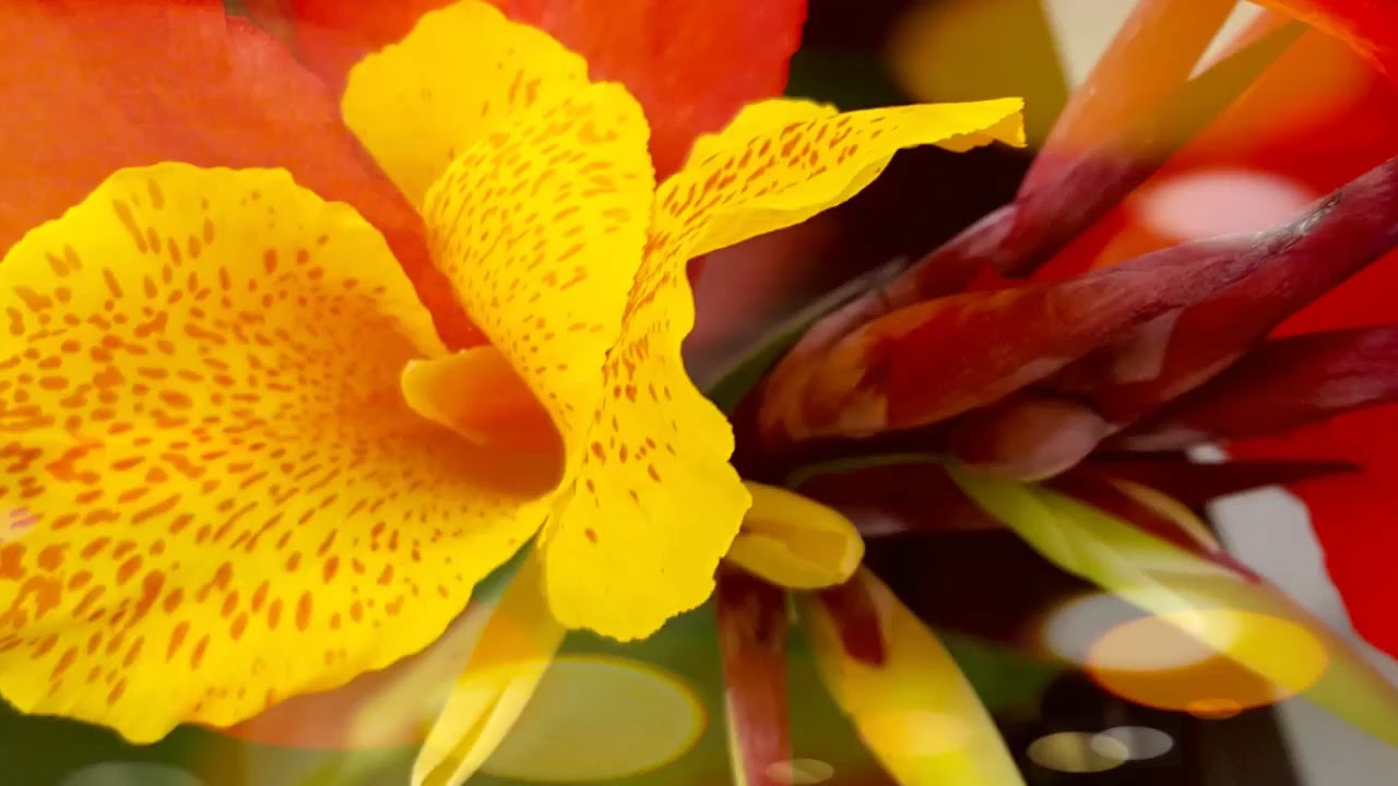 Canna Lily Cleopatra Flower - YouTube