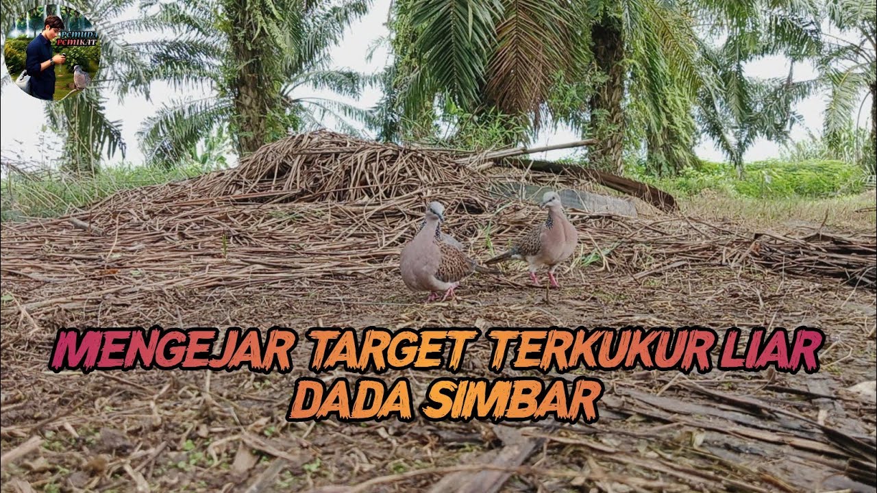MENGEJAR TARGET TERKUKUR LIAR DADA SIMBAR || AKSI PAKDE DAN COMBET ...