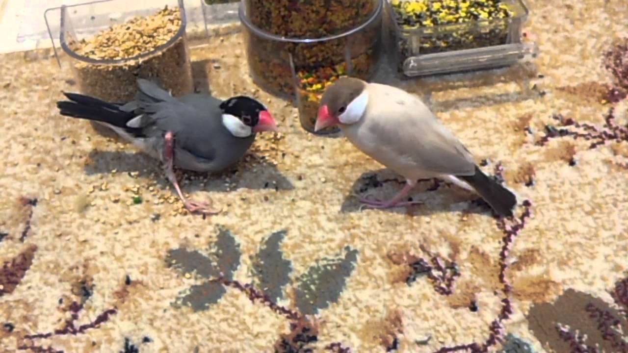Java finch baby&kreema - YouTube