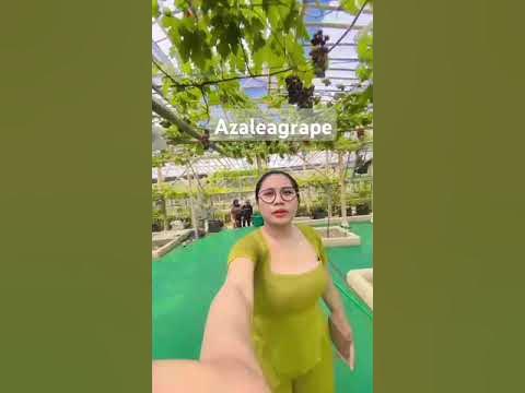 Kebun anggur Azalea grape yg lagi viral di ciamis - YouTube