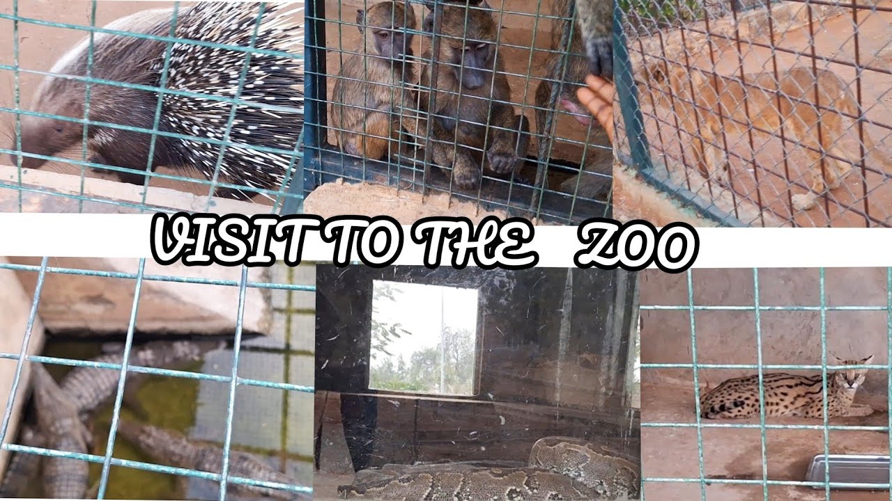 A VISIT TO THE ZOO || COME WITH US TO THE ZOO,I SAW LION PHYSICALLY FOR ...