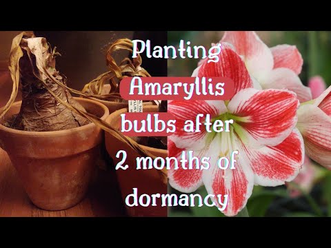Waking Up Amaryllis Bulbs From Dormancy: An Easy Step-by-step Guide 🍁 ...