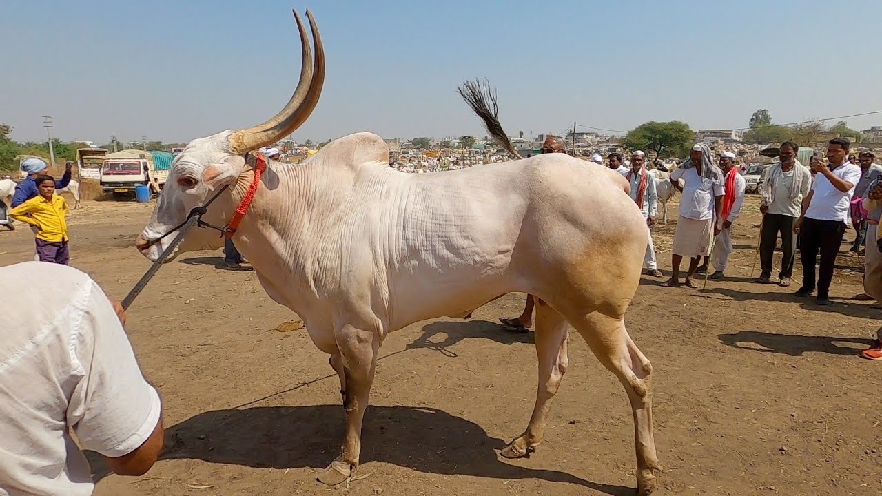 Khillar Stud bulls of Nirale sahukar - YouTube