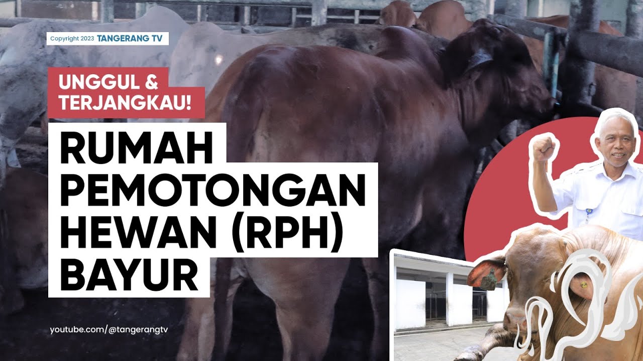 Menengok Fasilitas Rumah Pemotongan Hewan (Rph) Bayur Kota Tangerang ...