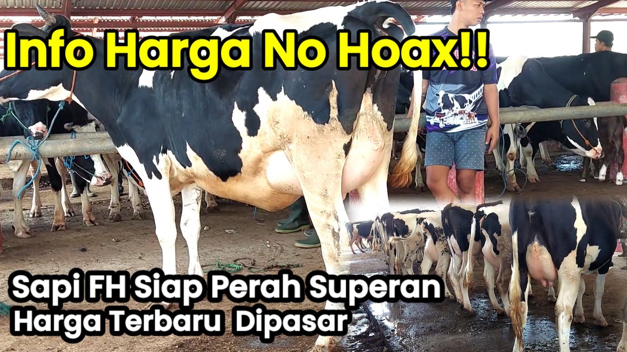 Info Harga Real Sapi FH Siap Perah Superan Dipasar Sapi Boyolali Akhir ...