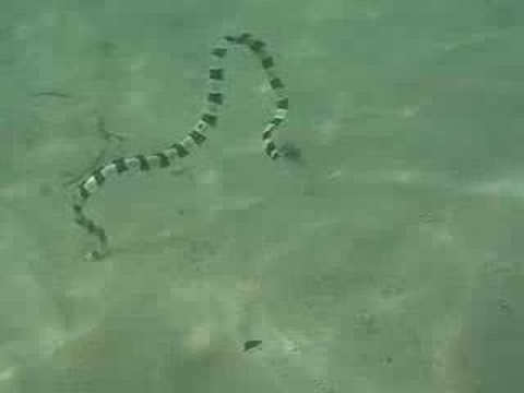 Sea Snake Bali Free Diving - YouTube