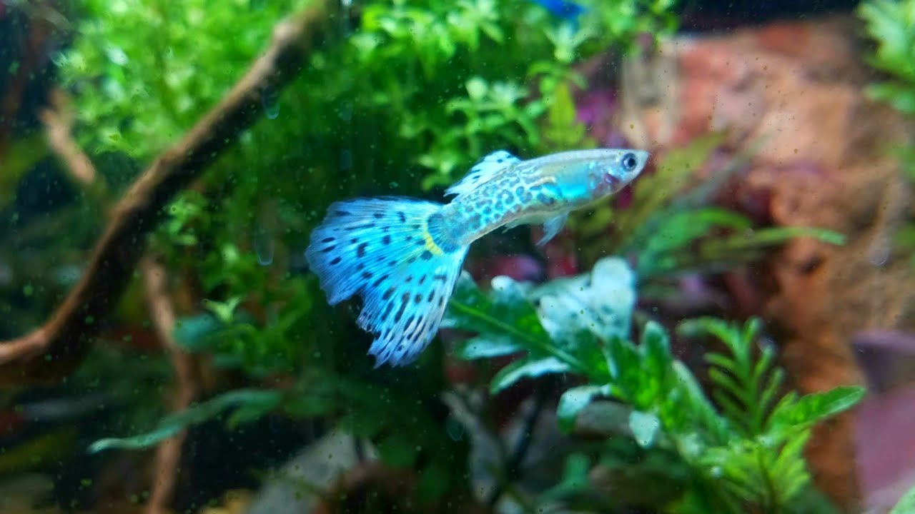 The Science Behind Fish with Active Camouflage - Or -Why Are my Fish ...