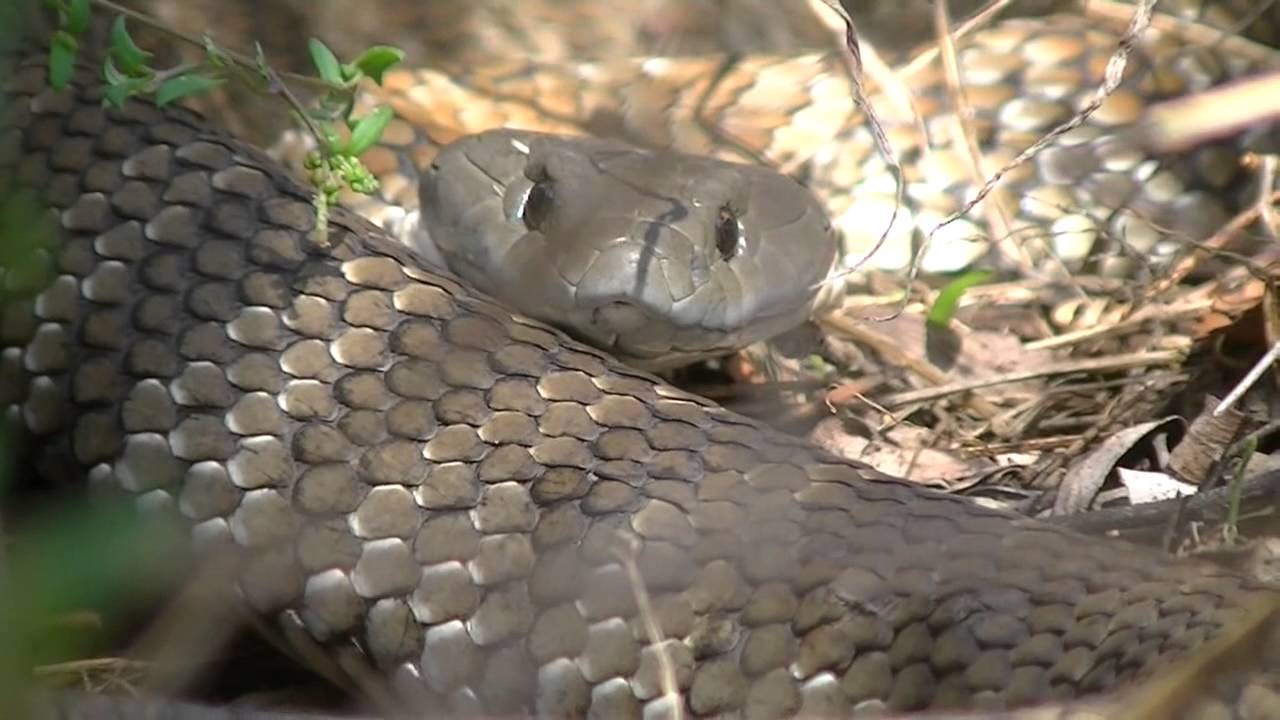 TIGER SNAKE Close Up (Pt.1) - YouTube