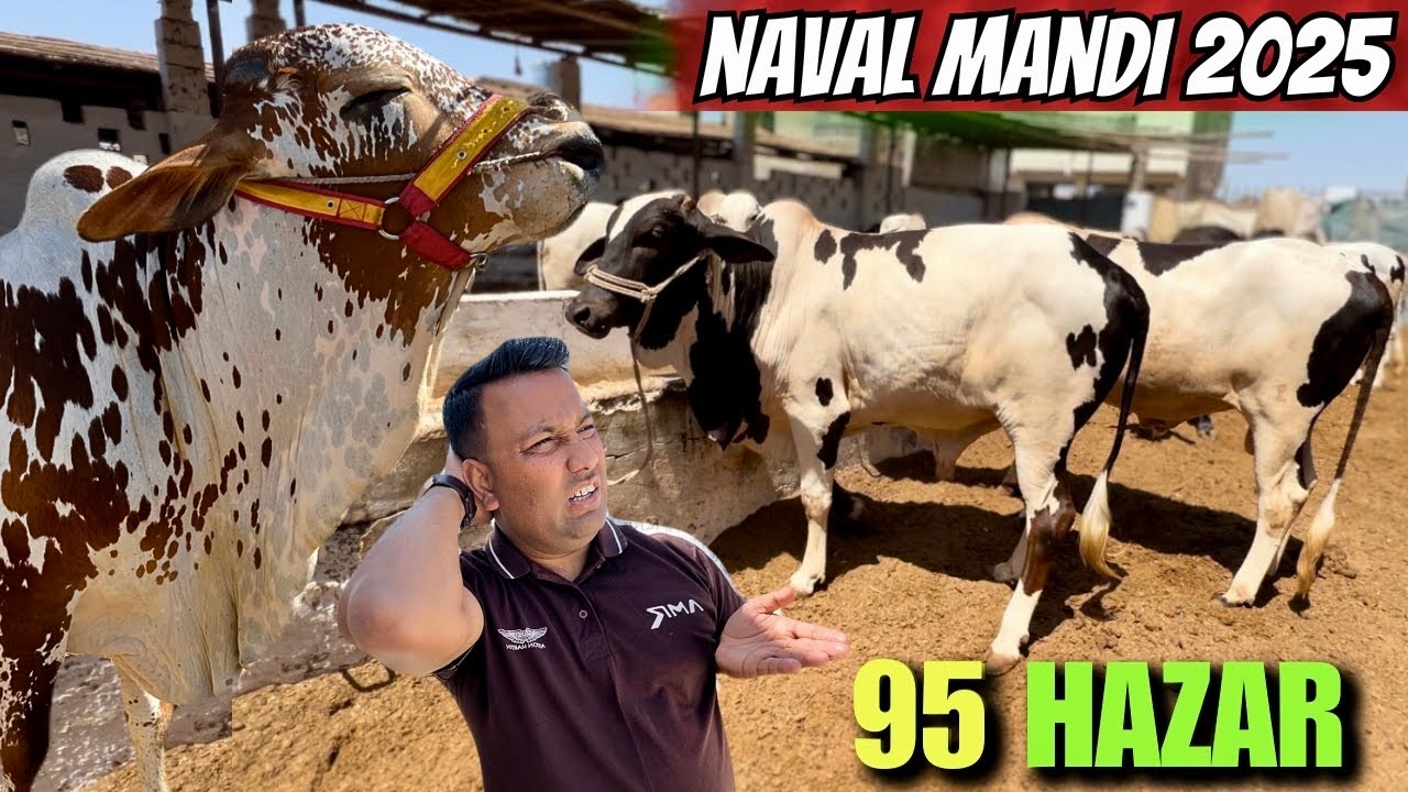 Naval Cow Mandi Latest Rates Update 2025 Qurbani Season | 95 Hazar Main ...